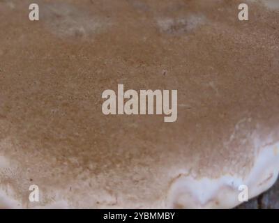 (Ganoderma megaloma) Fungi Stock Photo - Alamy