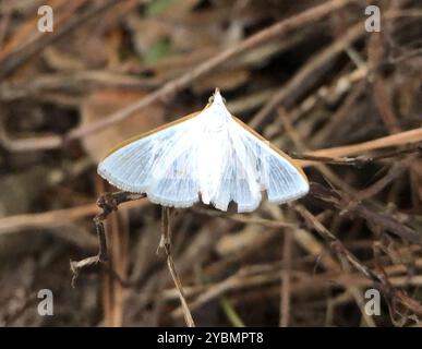 Orange-shouldered Sherbet Moth (Diaphania costata Stock Photo - Alamy