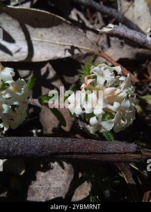 Common Rice-flower (Pimelea humilis) Plantae Stock Photo - Alamy