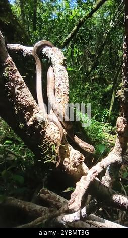 Coastal House Snake (Mesotes strigatus) Reptilia Stock Photo - Alamy