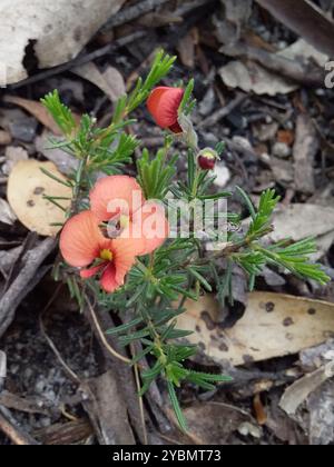 red parrot-pea (Dillwynia hispida) Plantae Stock Photo - Alamy