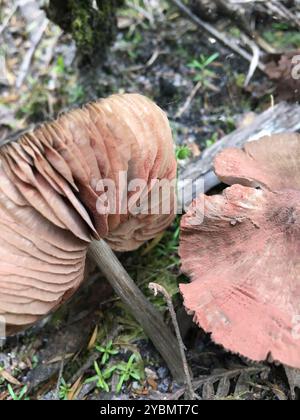 Star pinkgill fungi Entoloma conferendum in woodland UK Stock Photo - Alamy
