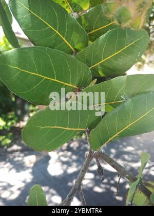 Dwarf apple (Angophora hispida) Plantae Stock Photo - Alamy