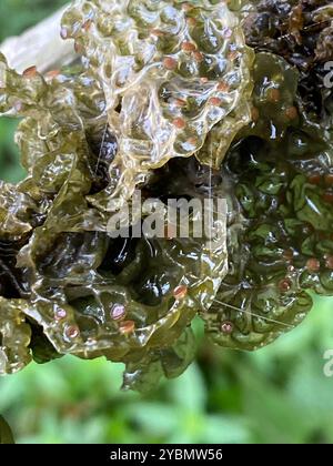 Tree Jelly Lichens (Collema) Fungi Stock Photo - Alamy