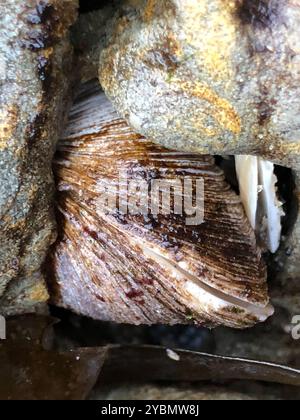 Boring Softshell Clam (Platyodon cancellatus) Mollusca Stock Photo - Alamy
