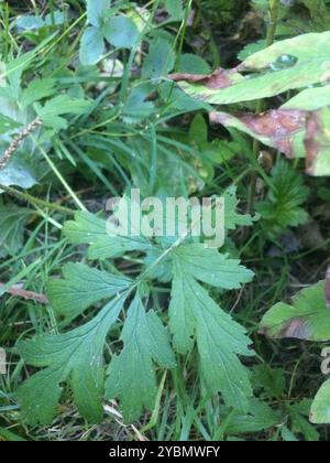 Yellow Avens (Geum aleppicum), Plantae, Респ. Бурятия, Россия, 671632 ...