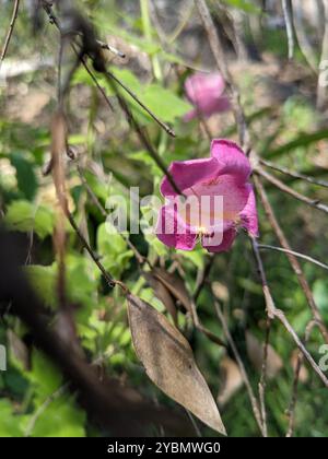 Creeping Gloxinia (Lophospermum erubescens) Plantae Stock Photo - Alamy