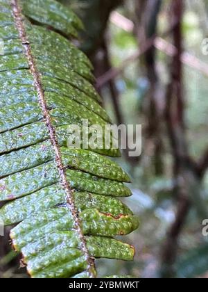 polypody family (Polypodiaceae) Plantae Stock Photo - Alamy