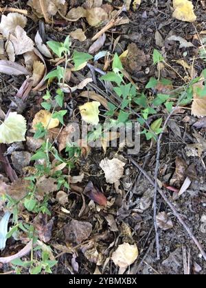 broadleaved pepperweed (Lepidium latifolium), Plantae, Rumney Community ...