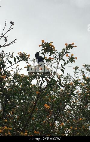 Black Flowerpiercer (Diglossa humeralis) Aves Stock Photo - Alamy