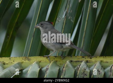 Pileated Finch (Coryphospingus pileatus) Aves Stock Photo - Alamy