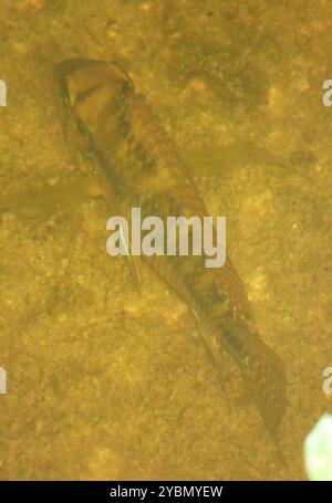 Pearl Cichlid (Geophagus brasiliensis) Actinopterygii Stock Photo - Alamy