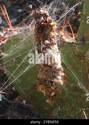 Desertshrub Spiders (Diguetia) Arachnida Stock Photo - Alamy