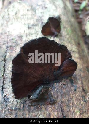 Hairy Hexagonia (Hexagonia hydnoides) Fungi Stock Photo - Alamy