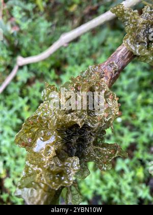 Tree Jelly Lichens (Collema) Fungi Stock Photo - Alamy