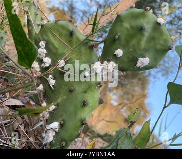 American cochineal bug (Dactylopius confusus Stock Photo - Alamy