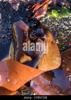 Iridescent Algae (Mazzaella) Plantae Stock Photo - Alamy