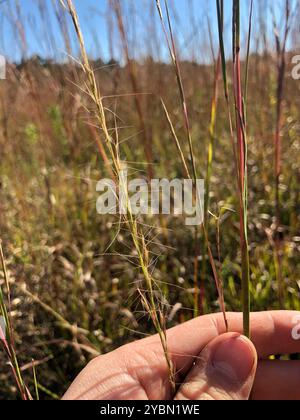 Arrowfeather Threeawn (Aristida purpurascens) Plantae Stock Photo - Alamy