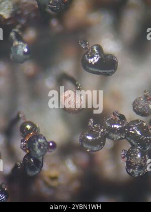 (Cribraria cancellata) Protozoa Stock Photo - Alamy