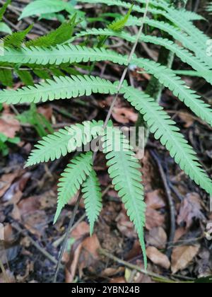 Soft Fern (Christella dentata) Plantae Stock Photo - Alamy