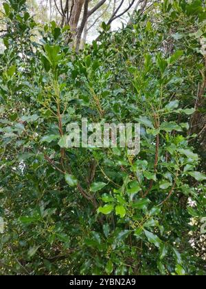 Wharangi (Melicope ternata) Plantae Stock Photo - Alamy
