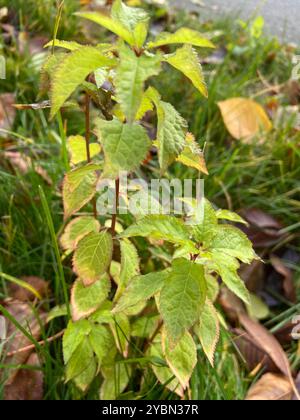 Old World Plums (Prunus) Plantae Stock Photo - Alamy