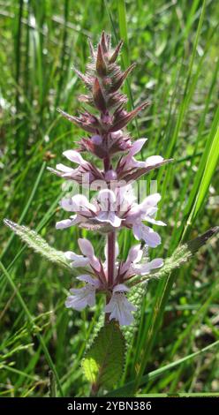 prairie woundwort (Stachys pilosa), Plantae, Craik No. 222, SK, Canada ...