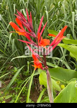 Indian shot (Canna indica) Plantae Stock Photo - Alamy
