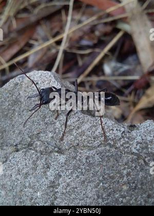 Inch Ant (Myrmecia pyriformis) Insecta Stock Photo - Alamy