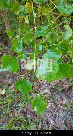 Chinese Tallow (Triadica sebifera) Plantae Stock Photo - Alamy