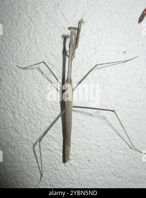 African Stick Mantises (Hoplocorypha) Insecta Stock Photo - Alamy
