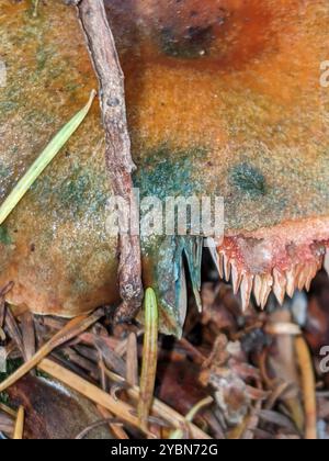 Red-bleeding Milk Cap (Lactarius rubrilacteus) Fungi Stock Photo - Alamy