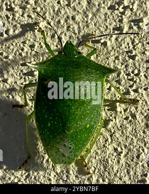 (Loxa viridis) Insecta Stock Photo - Alamy