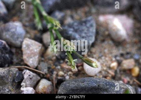 mat-grass fescue (Festuca maritima) Plantae Stock Photo - Alamy