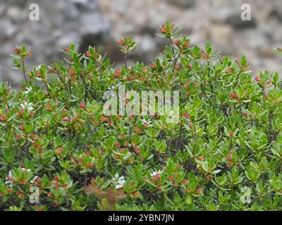 bantigue (Pemphis acidula) Plantae Stock Photo - Alamy