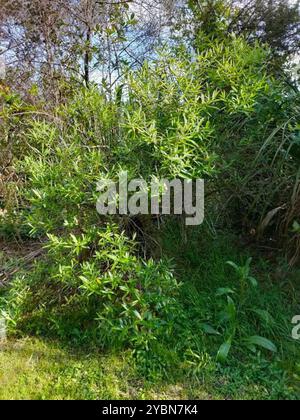 Koromiko (Veronica stricta) Plantae Stock Photo - Alamy