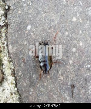 Oriental Cockroach (Blatta orientalis) Insecta Stock Photo - Alamy