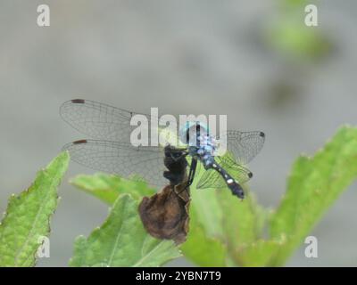 Spine-bellied Dryad (Nephepeltia phryne) Insecta Stock Photo - Alamy