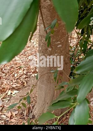 Queensland kauri (Agathis robusta) Plantae Stock Photo - Alamy
