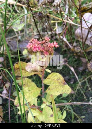 ditch stonecrop (Penthorum sedoides) Plantae Stock Photo - Alamy