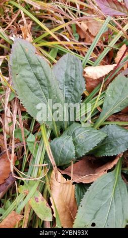 Swamp Goldenrod (Solidago patula) Plantae Stock Photo - Alamy