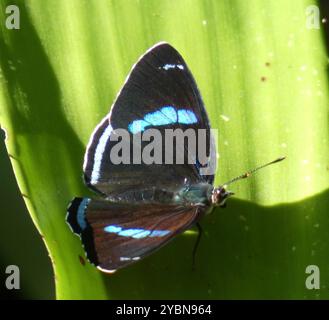 (Diaethria clymena janeira) Insecta Stock Photo - Alamy