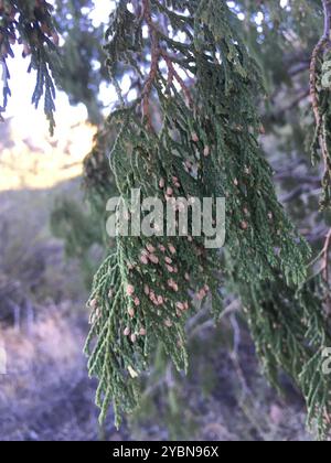 Weeping Juniper (Juniperus flaccida) Plantae Stock Photo - Alamy