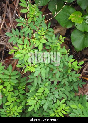 Common Derris (Derris trifoliata) Plantae Stock Photo - Alamy
