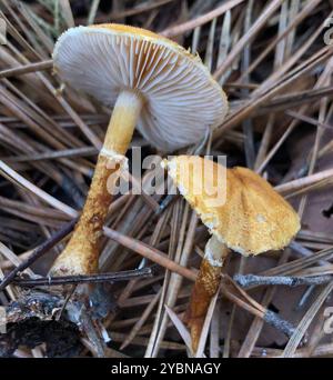 Powdercaps (Cystoderma) Fungi Stock Photo - Alamy