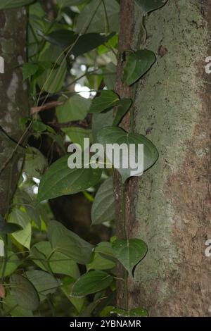 pepper plants (Piper) Plantae Stock Photo - Alamy