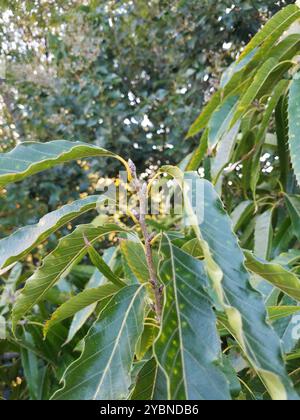 beech family (Fagaceae) Plantae Stock Photo - Alamy