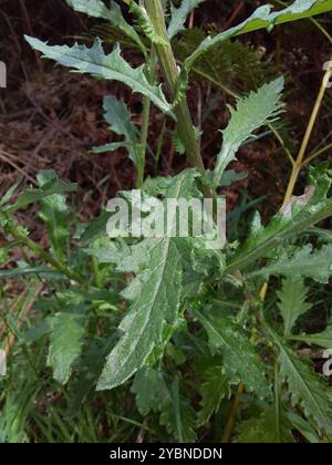 Hill Fireweed (Senecio hispidulus) Plantae Stock Photo - Alamy