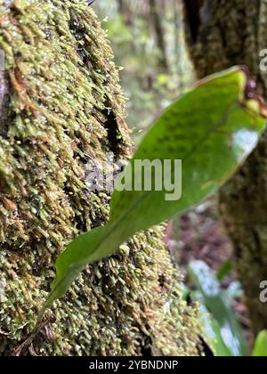 polypody family (Polypodiaceae) Plantae Stock Photo - Alamy