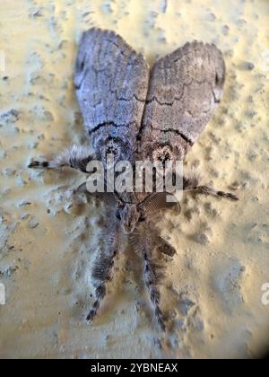 Brown Tussock Moth (Olene mendosa), Insecta, 8RC5+RPH, Kumplampoika ...